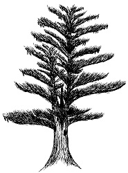 WPS Logo – White Pine Studio